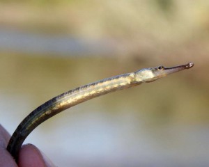 МОРСКАЯ РЫБА-ИГЛА - AnimalBox.ru