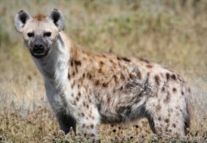 Пятнистая гиена (Crocuta crocuta) - AnimalBox.ru